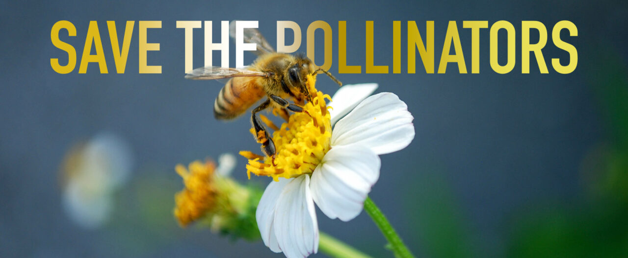 save the pollinators - Honey Brands